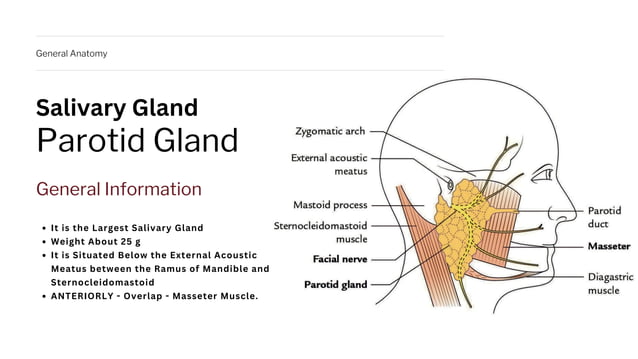 PAROTID GLAND Anatomy and their relations | PDF | Ear, Nose and Throat ...