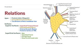 PAROTID GLAND Anatomy and their relations | PDF