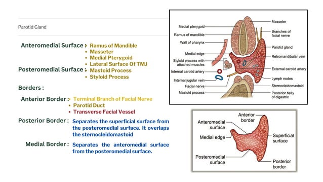 PAROTID GLAND Anatomy and their relations | PDF | Ear, Nose and Throat ...