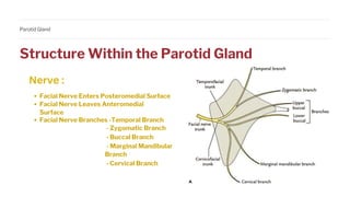 PAROTID GLAND Anatomy and their relations | PDF