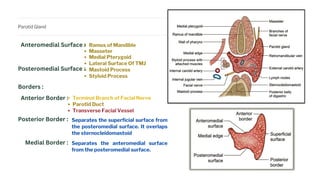 PAROTID GLAND Anatomy and their relations | PPT
