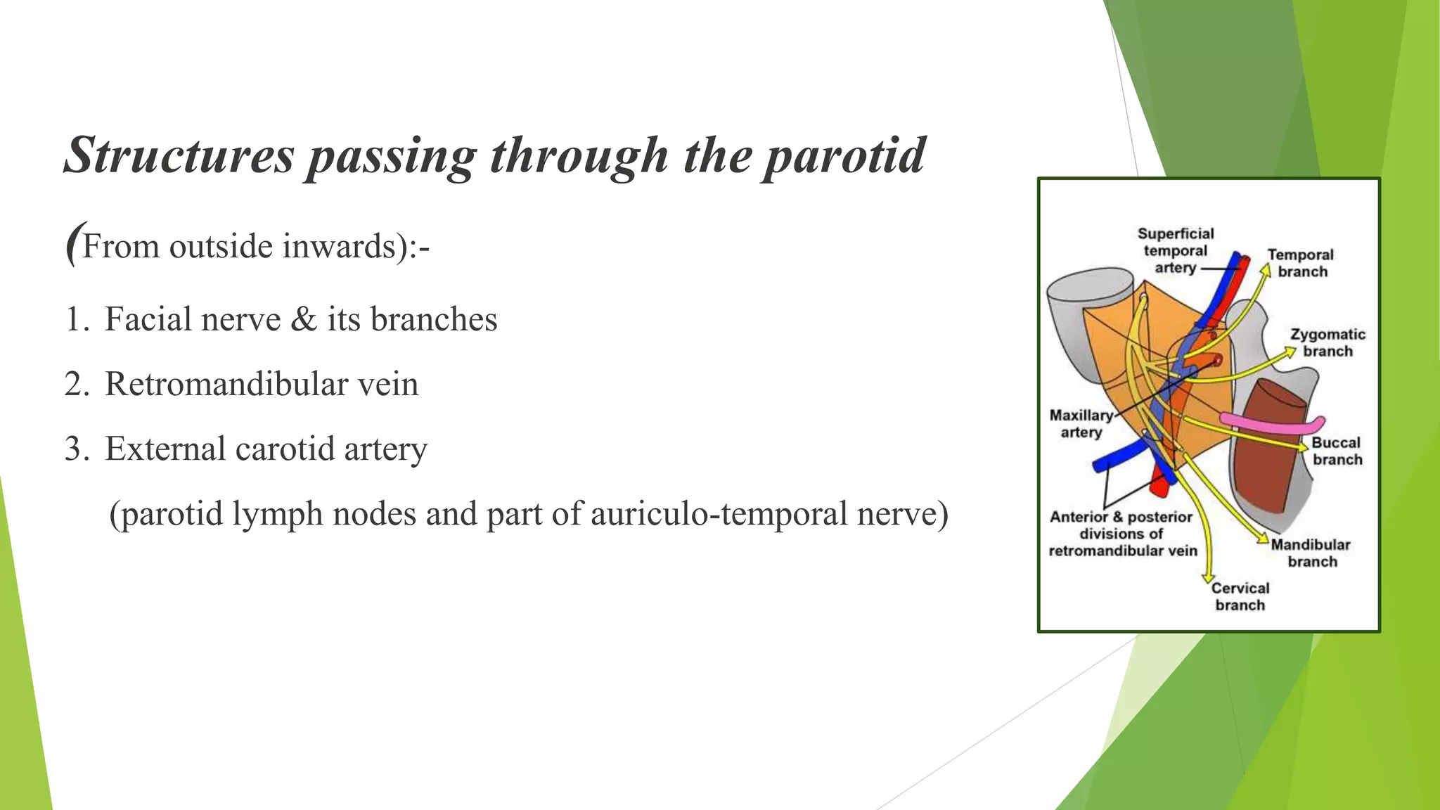 Parotid gland | PPTX