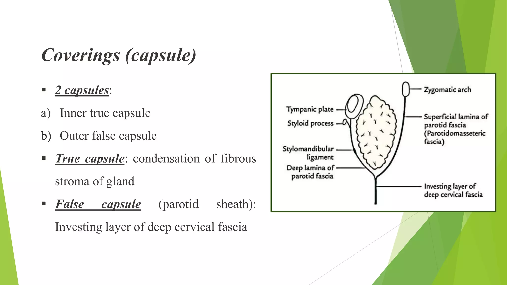 Parotid gland | PPTX
