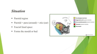Parotid gland | PPTX
