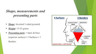 Parotid gland | PPTX