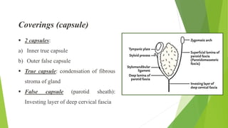 Parotid gland | PPTX