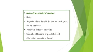 Parotid gland | PPTX