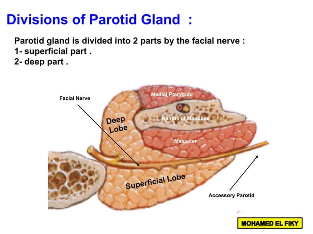 Parotid gland | PPT