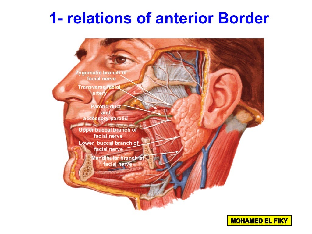 Parotid Gland