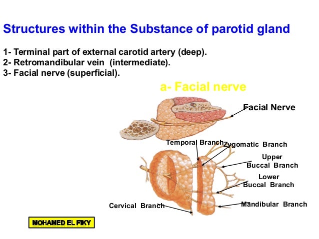 Parotid gland
