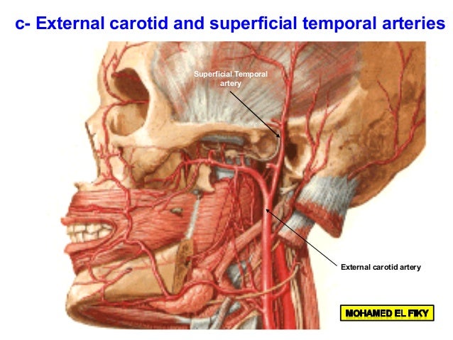 Parotid gland