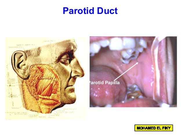 Parotid gland
