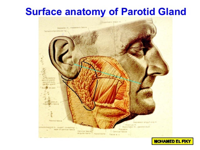 Parotid gland
