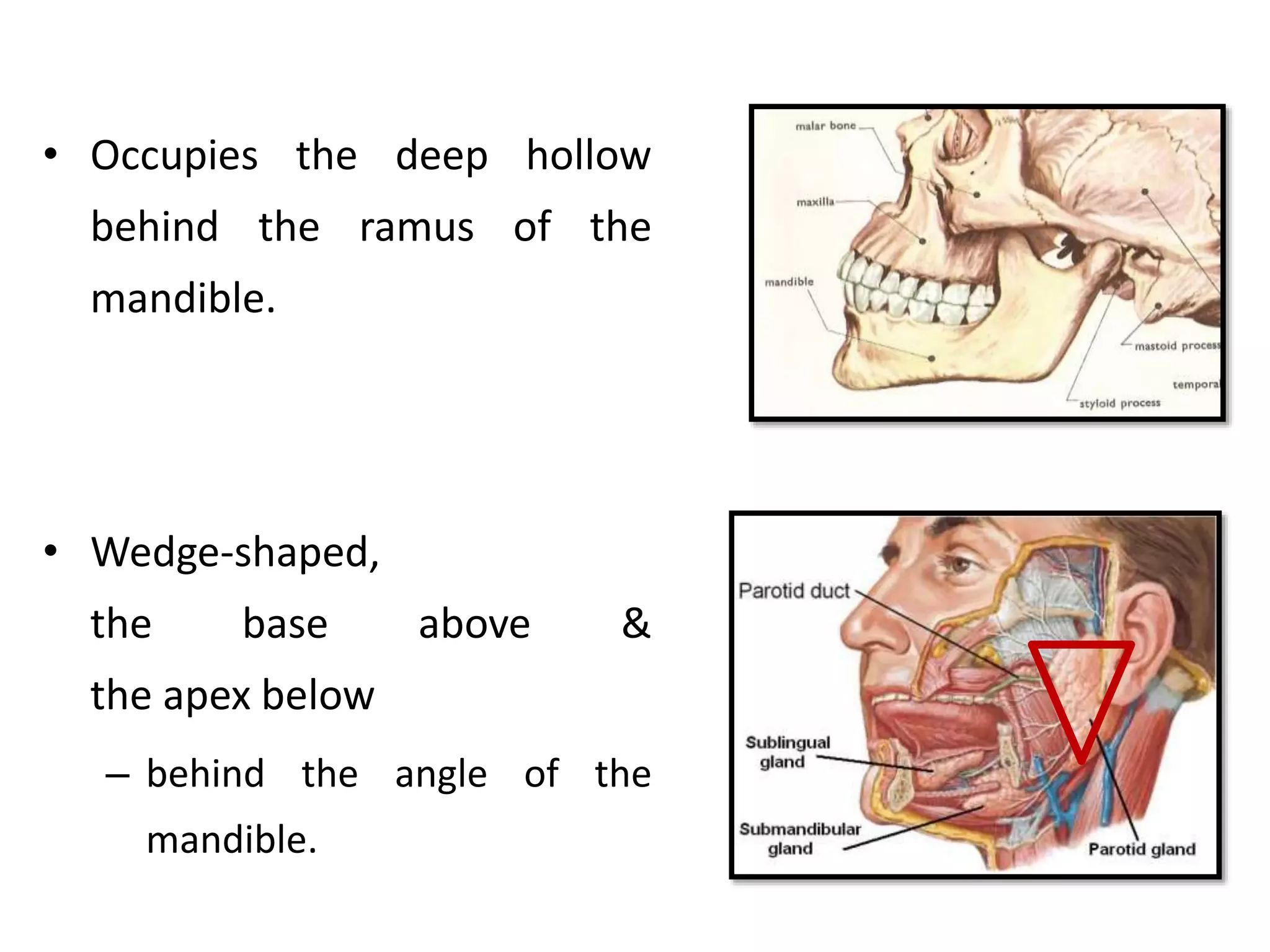 Parotid gland & Facial nerve | PPTX