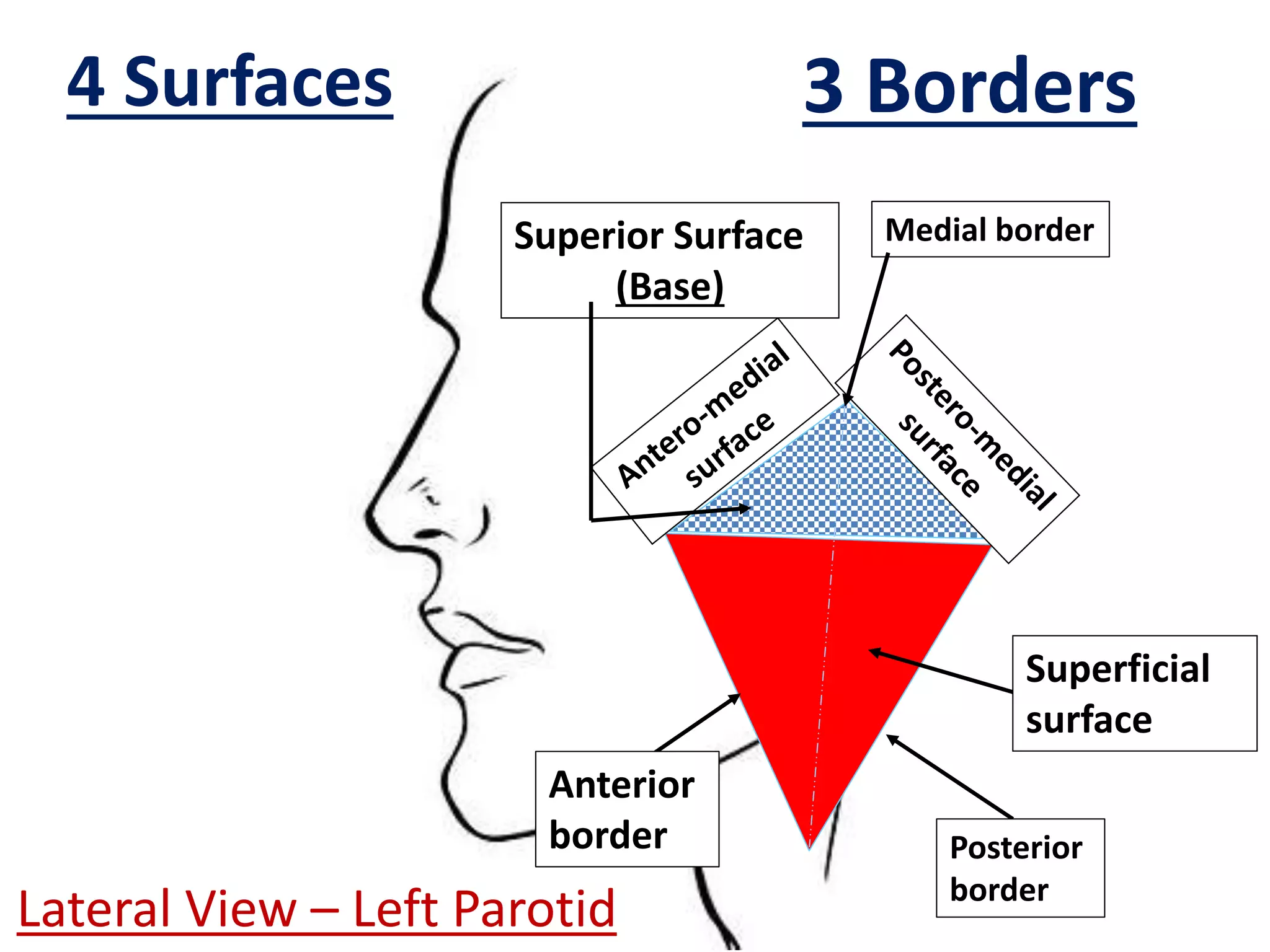 Parotid gland & Facial nerve | PPTX