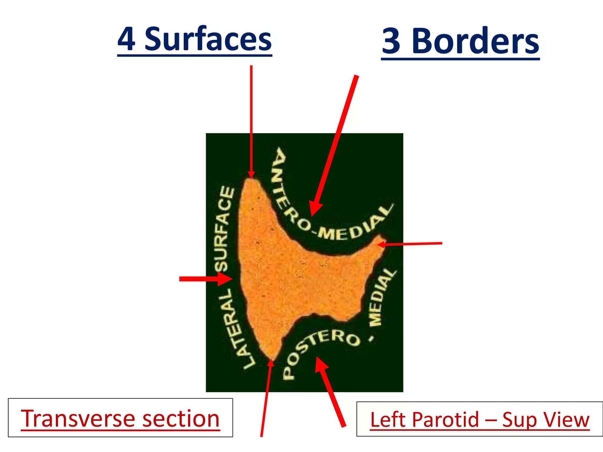 Parotid gland & Facial nerve | PPTX