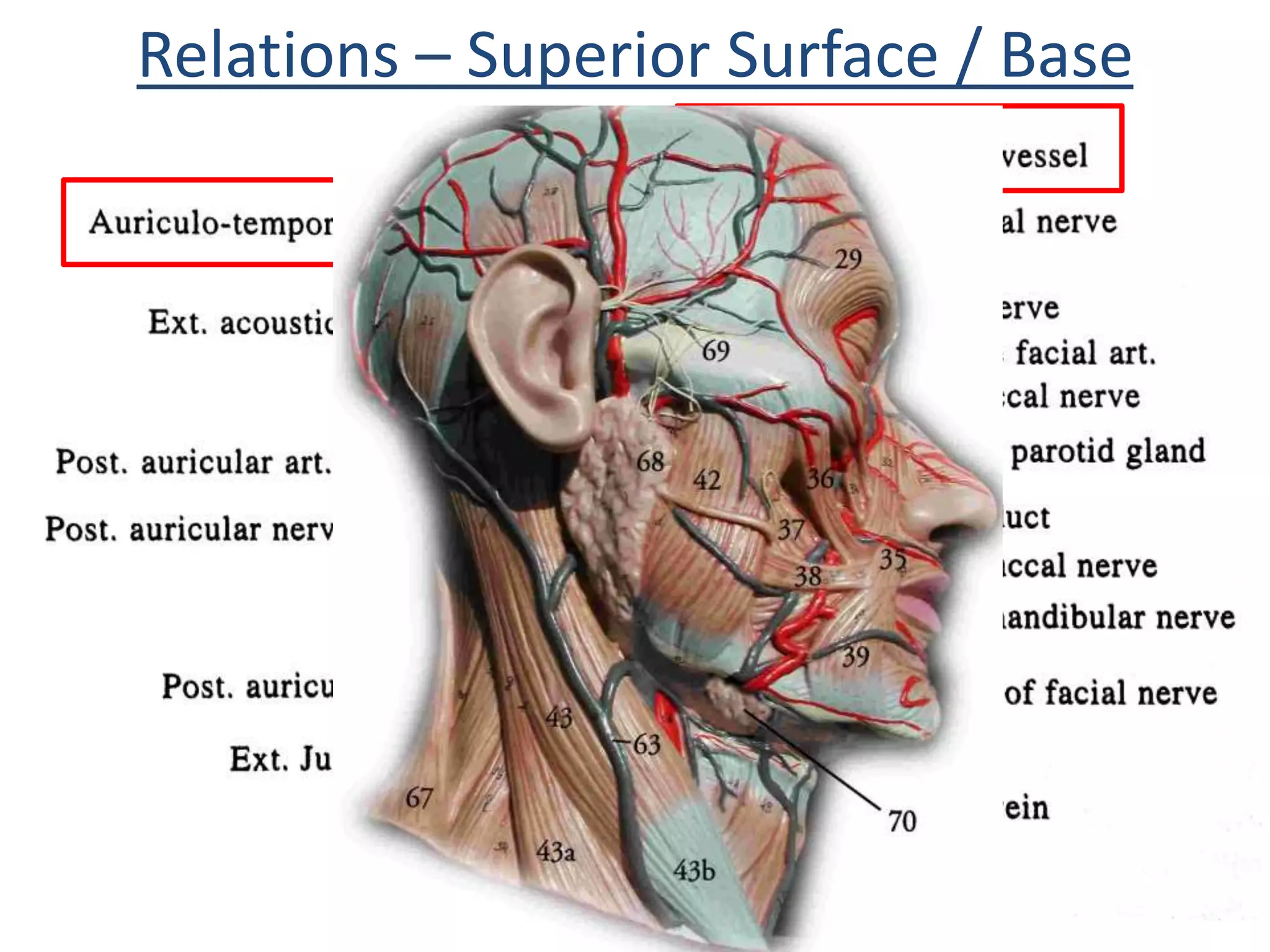 Parotid gland & Facial nerve | PPTX