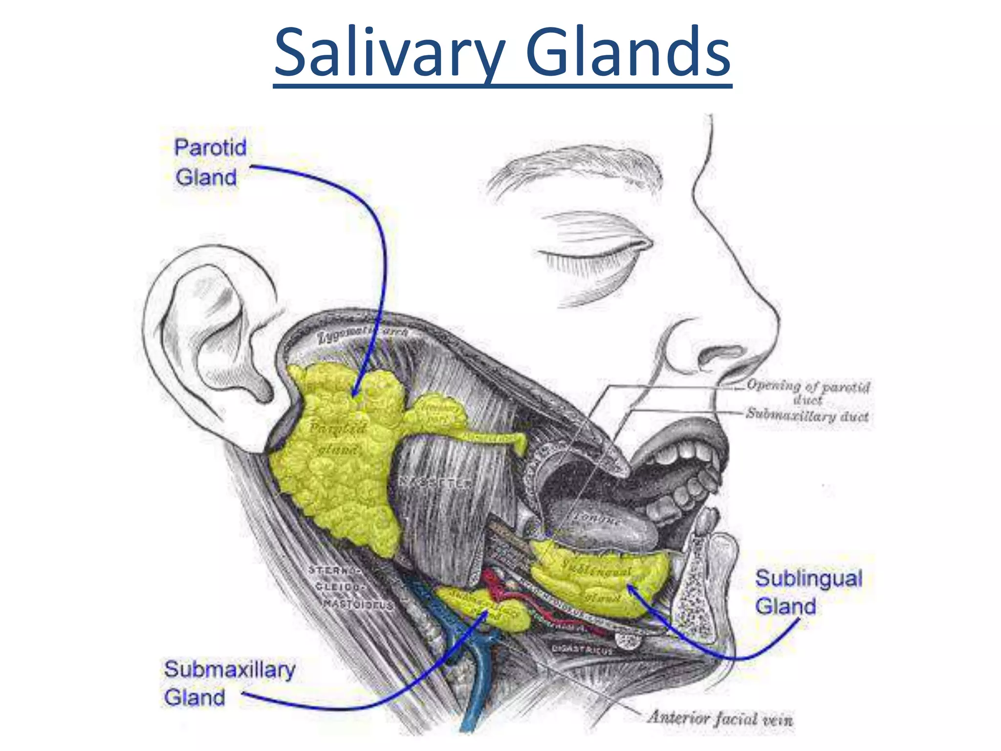 Parotid gland & Facial nerve | PPTX