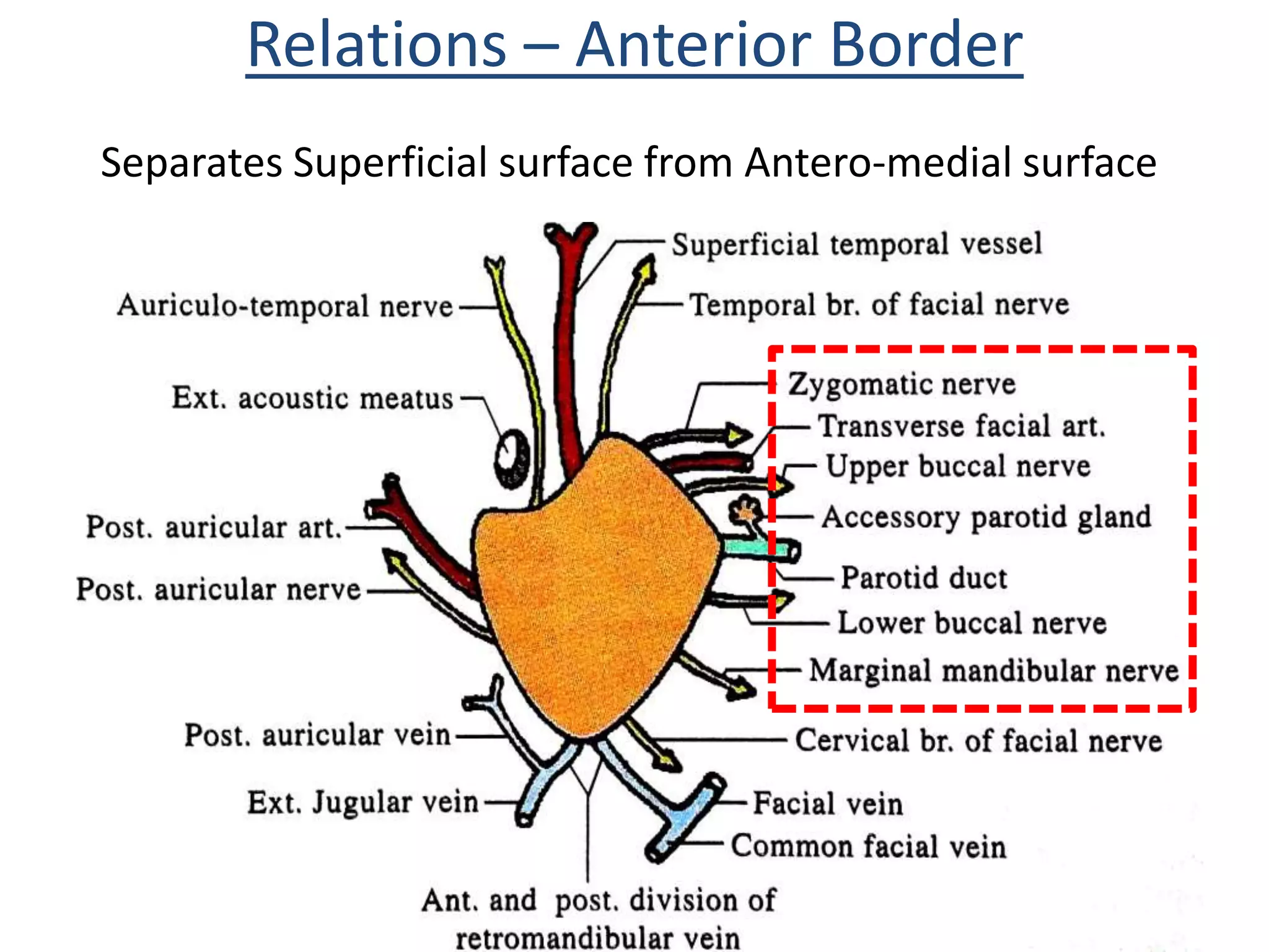 Parotid gland & Facial nerve | PPTX