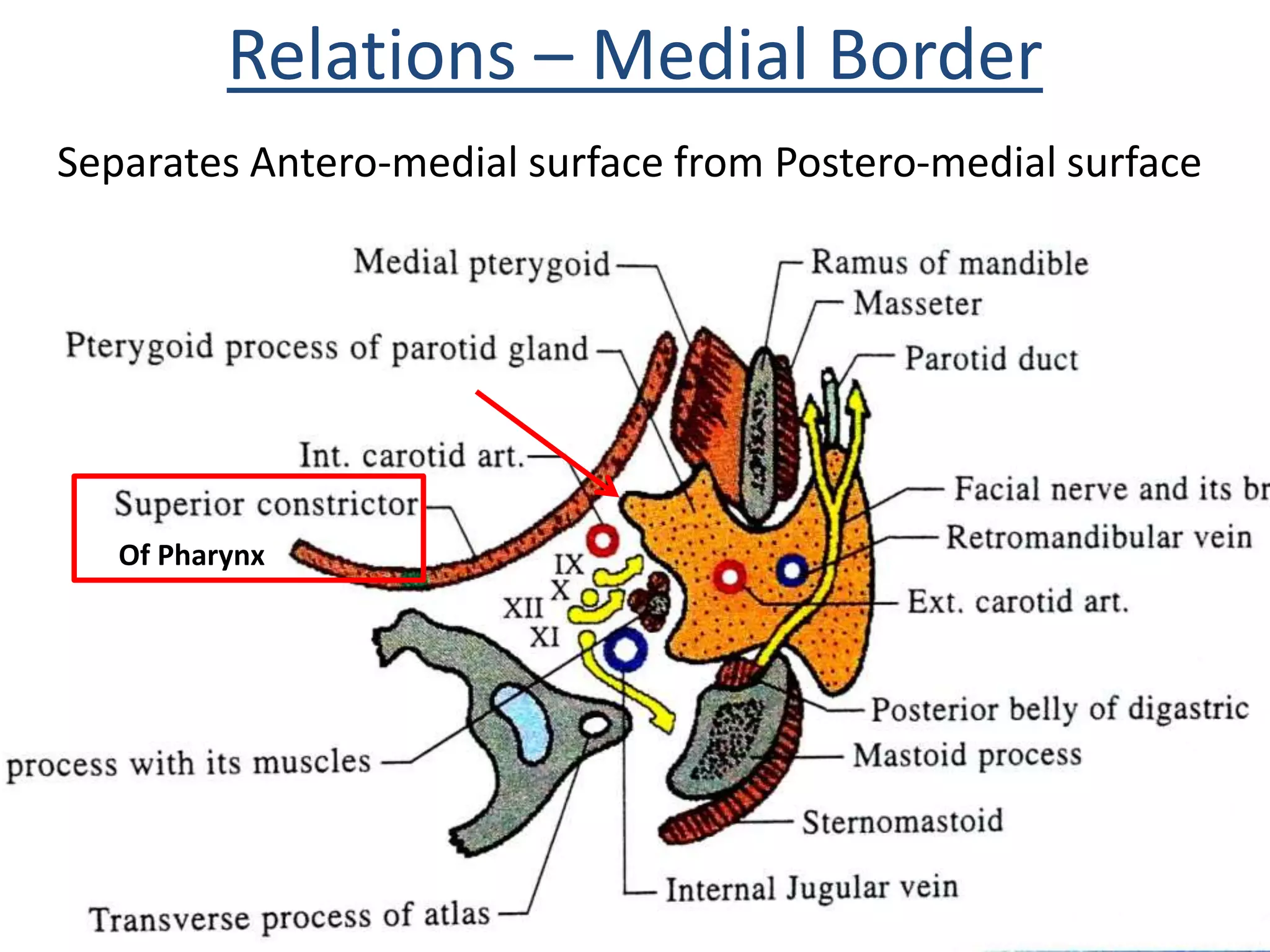 Parotid gland & Facial nerve | PPTX