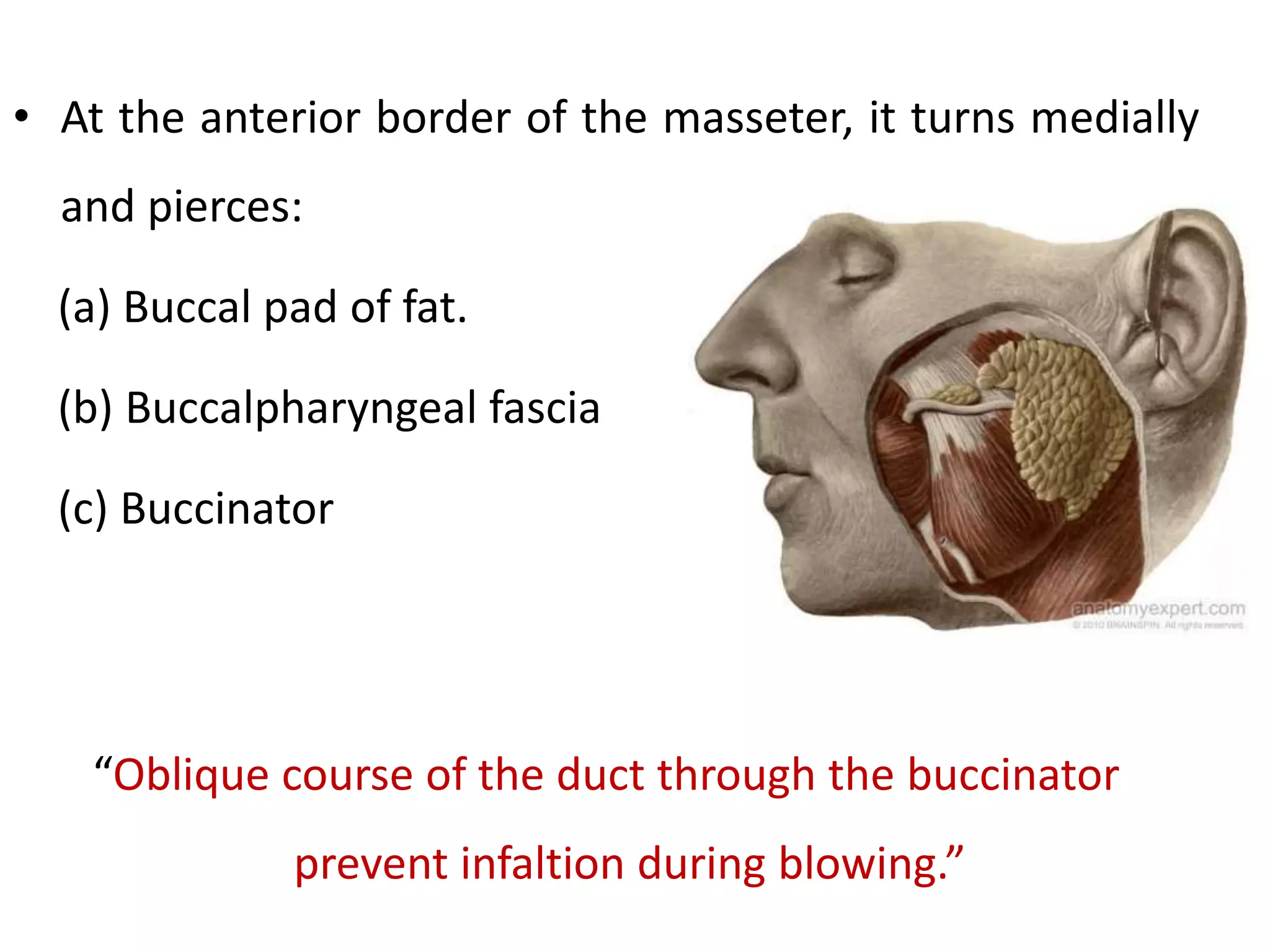 Parotid gland & Facial nerve | PPTX