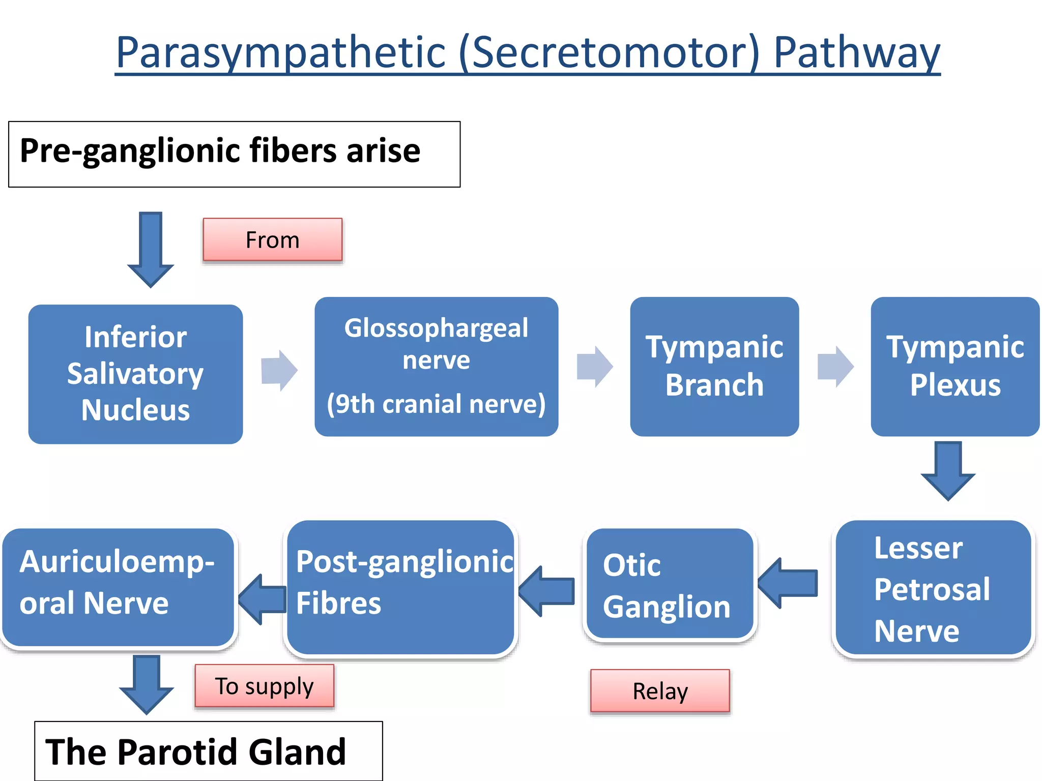 Parotid gland & Facial nerve | PPTX