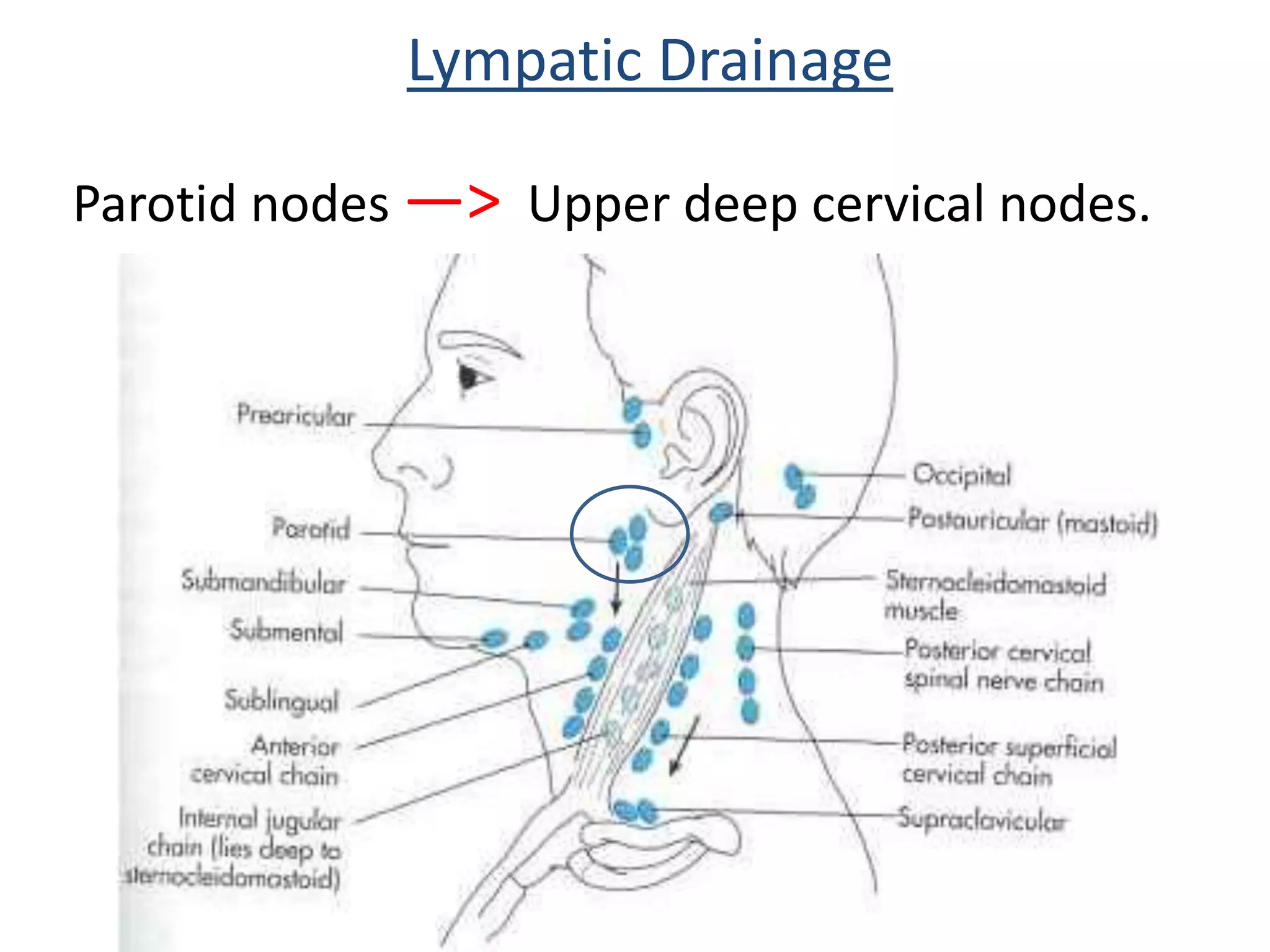 Parotid gland & Facial nerve | PPTX