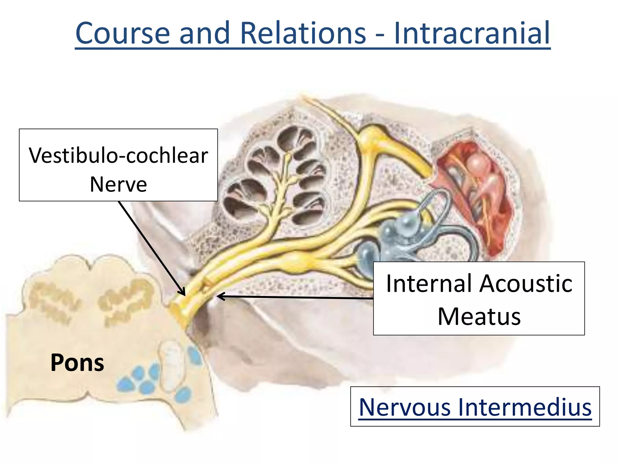 Parotid gland & Facial nerve | PPTX