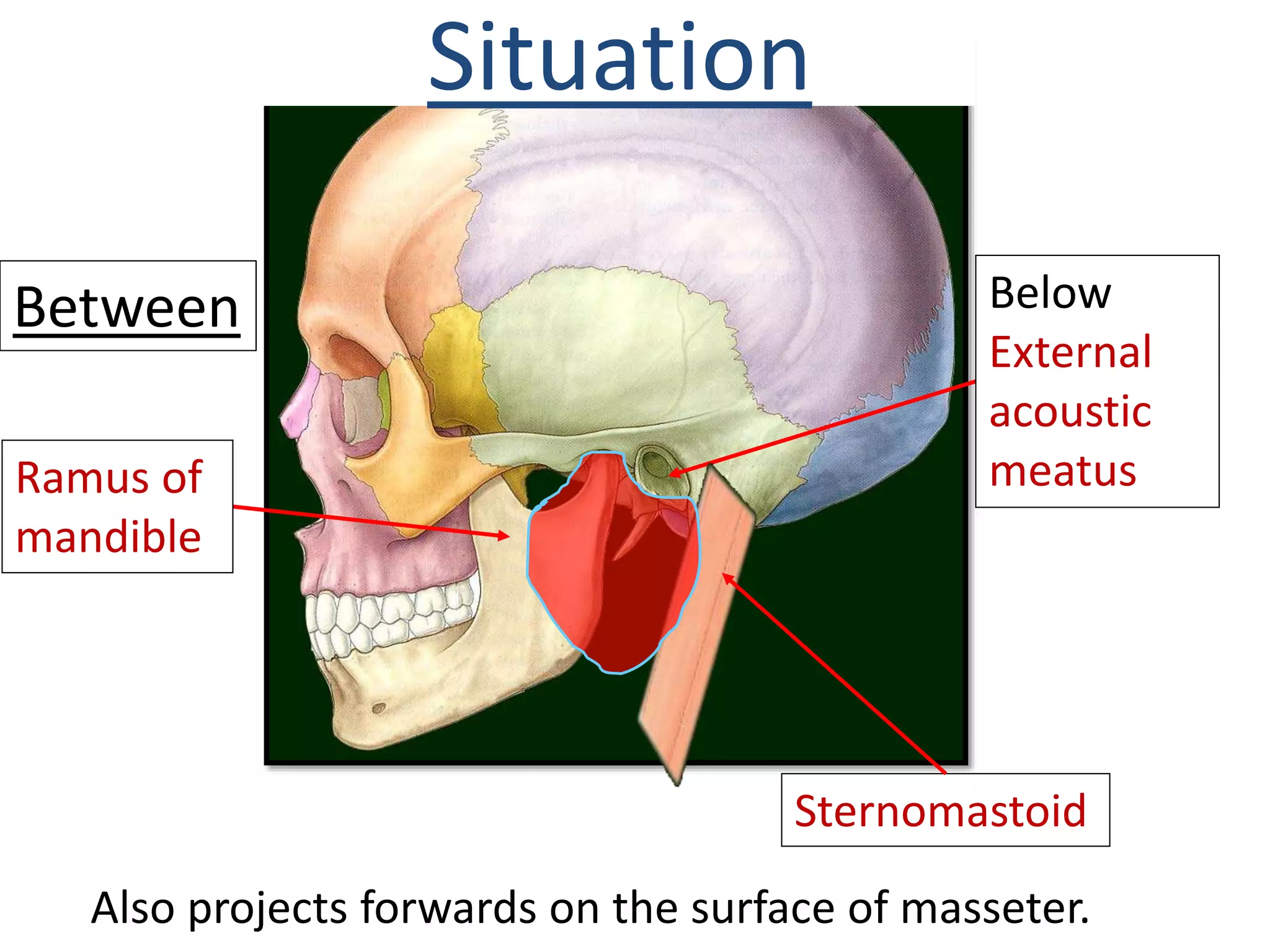 Parotid gland & Facial nerve | PPTX