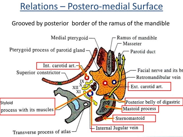 Parotid gland & Facial nerve | PPTX