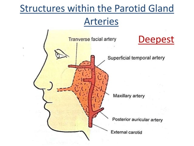 Parotid gland & Facial nerve | PPTX