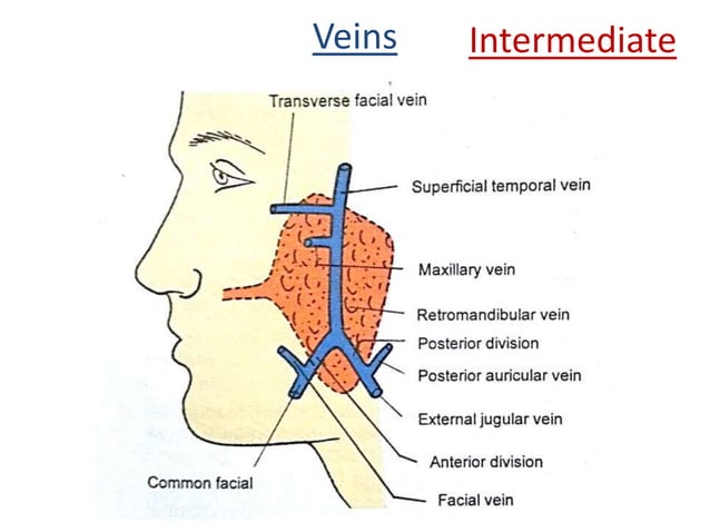 Parotid gland & Facial nerve | PPTX