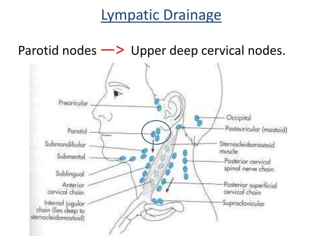 Parotid gland & Facial nerve | PPTX