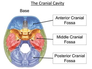 Parotid gland & Facial nerve | PPTX
