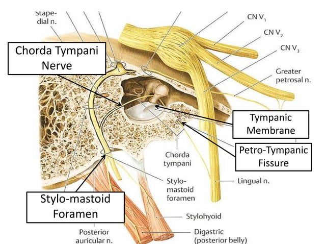 Parotid Gland And Facial Nerve Ppt