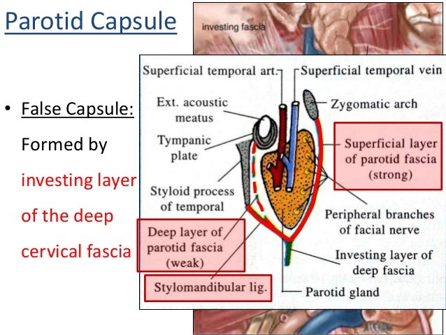 Parotid gland & Facial nerve