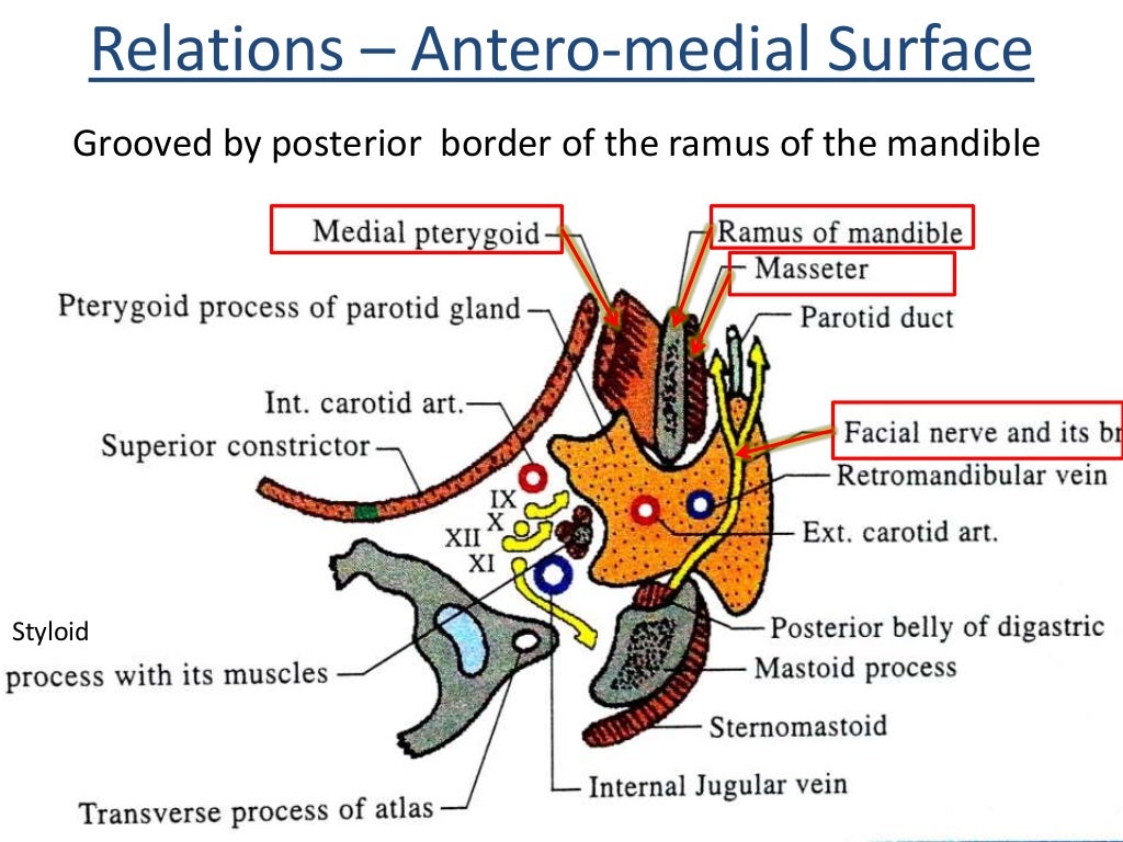 Parotid gland & Facial nerve