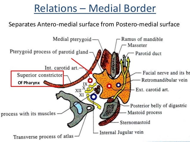 Parotid gland & Facial nerve