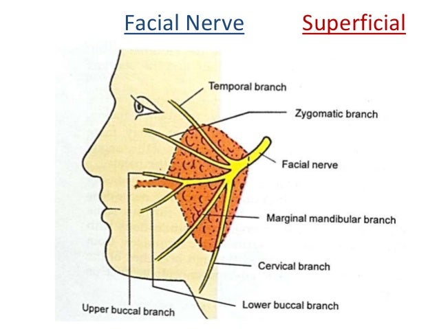 Parotid gland & Facial nerve