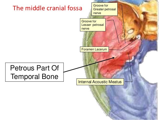 Parotid gland & Facial nerve