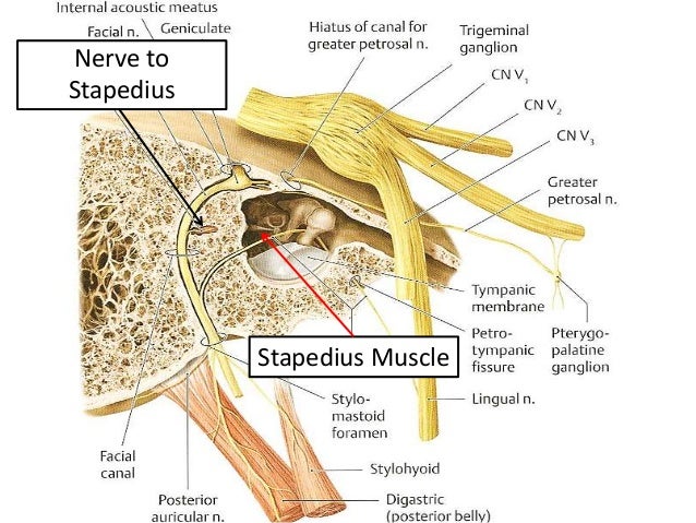 Parotid gland & Facial nerve