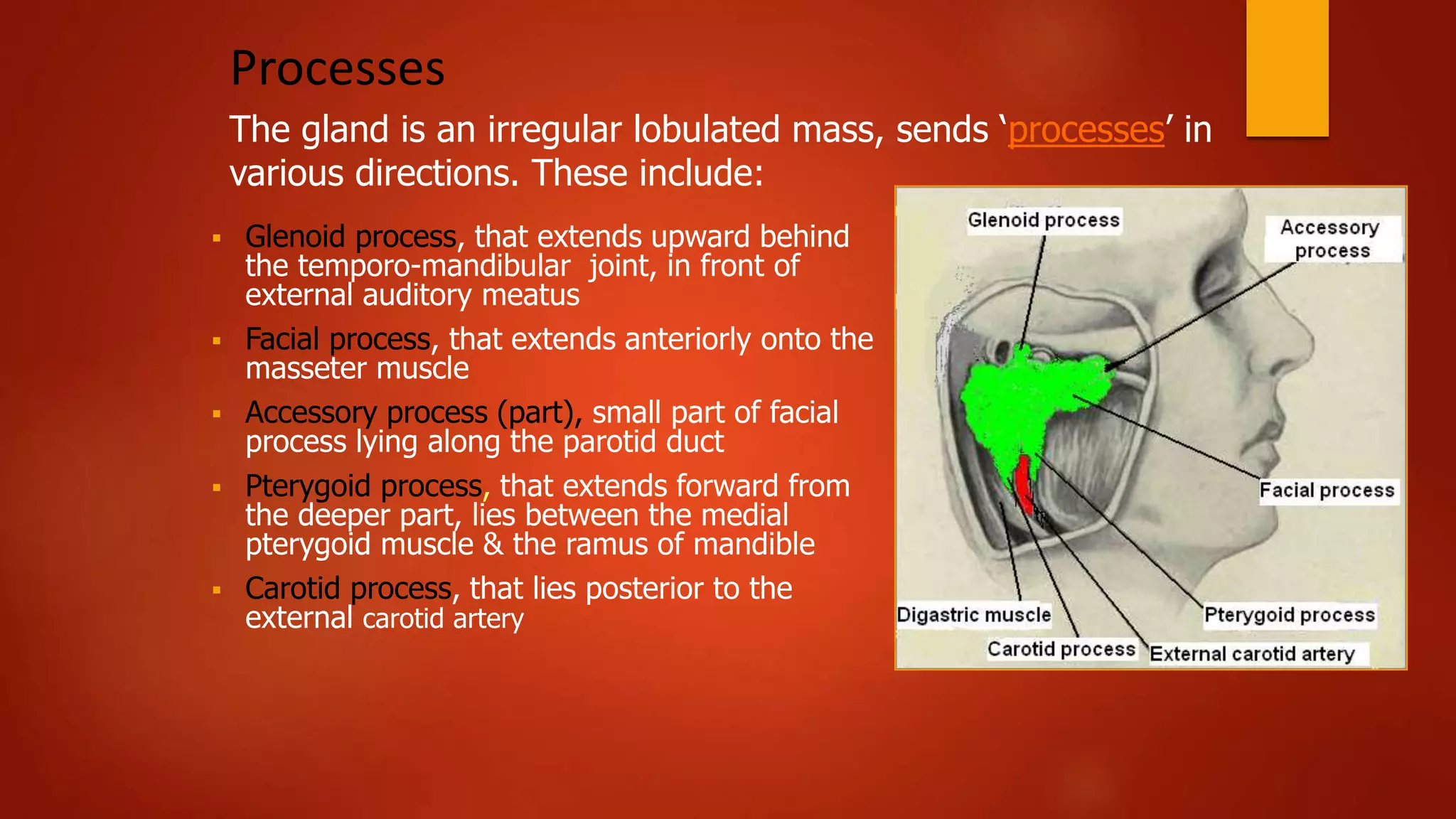 Parotid glands by dr parthsarthi gautam, MDS | PPTX | Dental Health ...