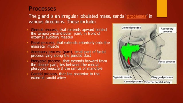 Parotid Gland Duct Anatomy