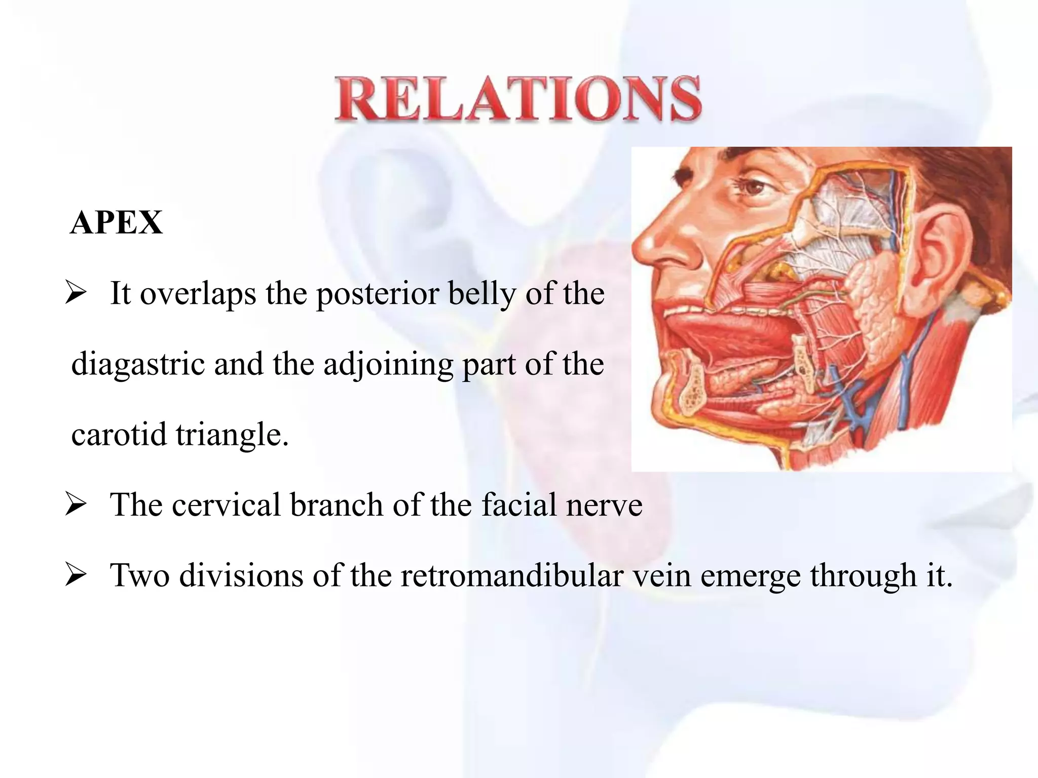 Parotid gland seminar | PPTX