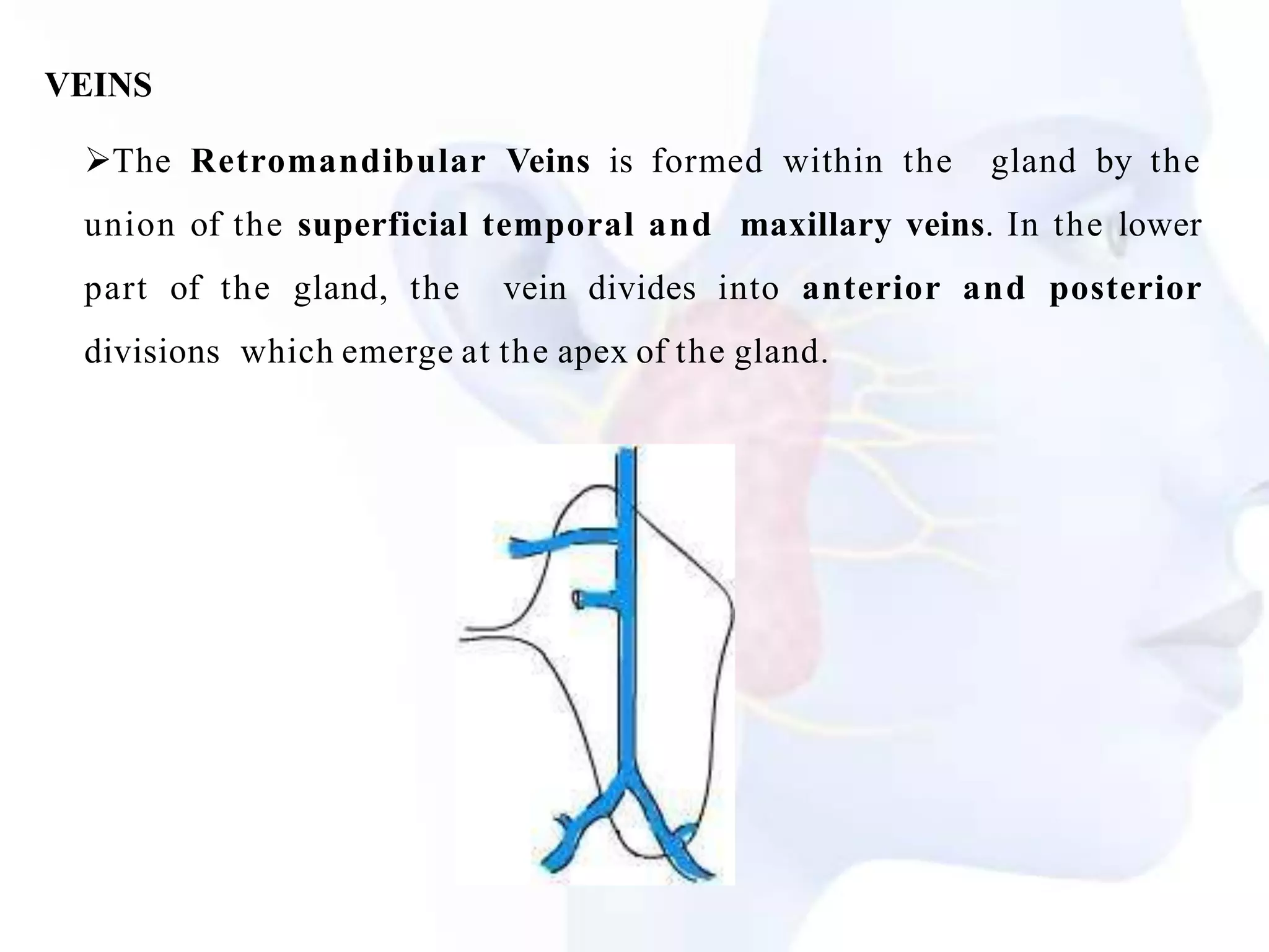 Parotid gland seminar | PPTX