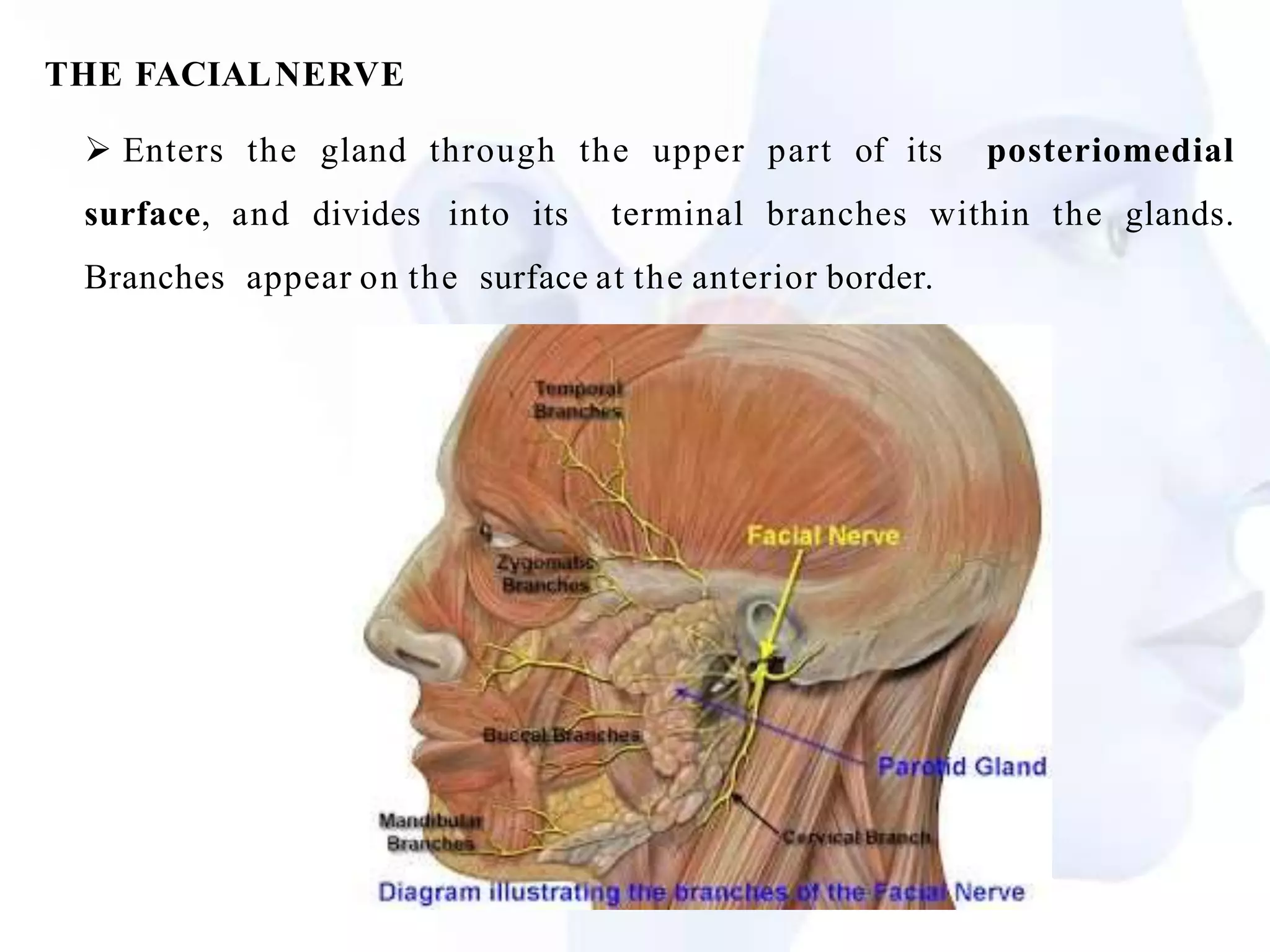 Parotid gland seminar | PPTX