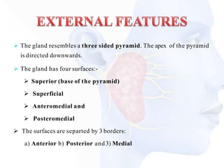 Parotid gland seminar | PPTX