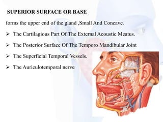 Parotid gland seminar | PPTX