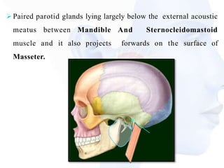 Parotid gland seminar | PPTX