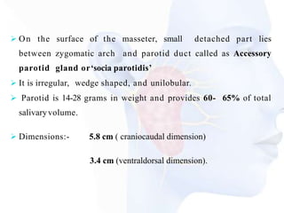 Parotid gland seminar | PPTX